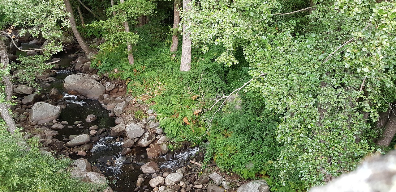 Arroyo Árboles Paisaje - Foto gratis en Pixabay - Pixabay