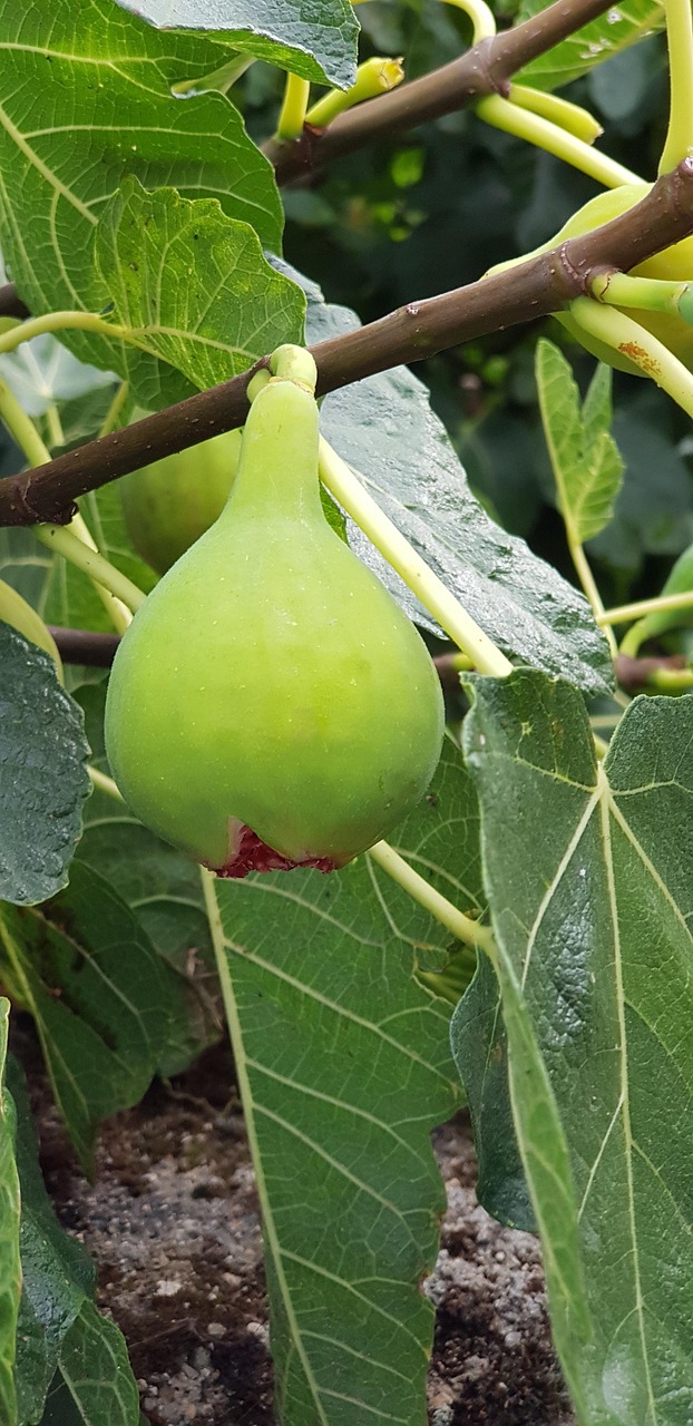 Fig Tree Fruits Free Photo On Pixabay Pixabay
