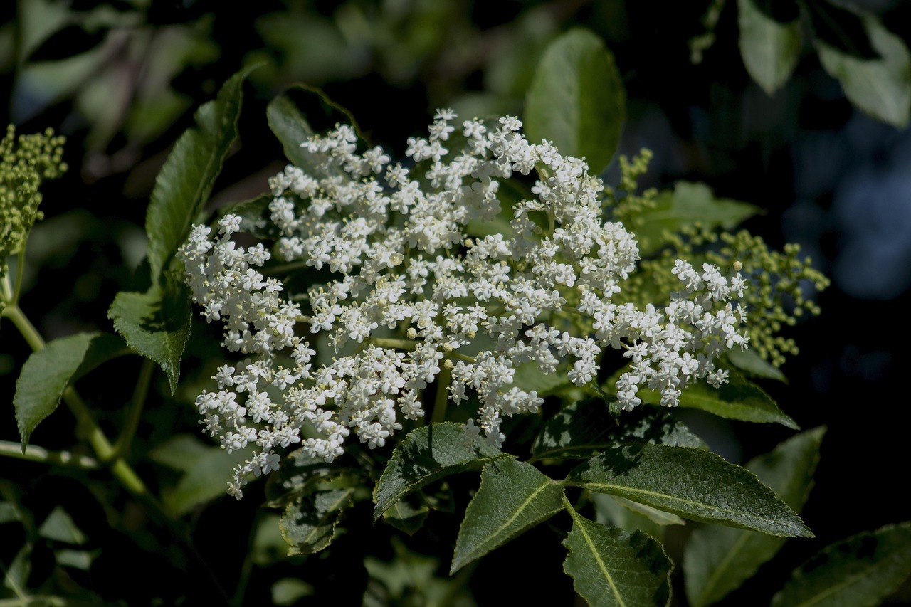 Elderberry Flower Bush Blooms - Free photo on Pixabay - Pixabay