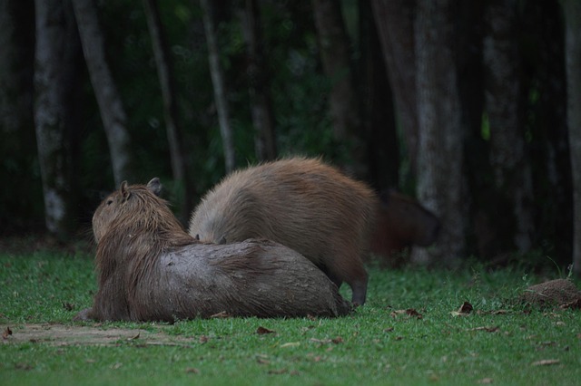 Capybara Animals Brazil - Free photo on Pixabay