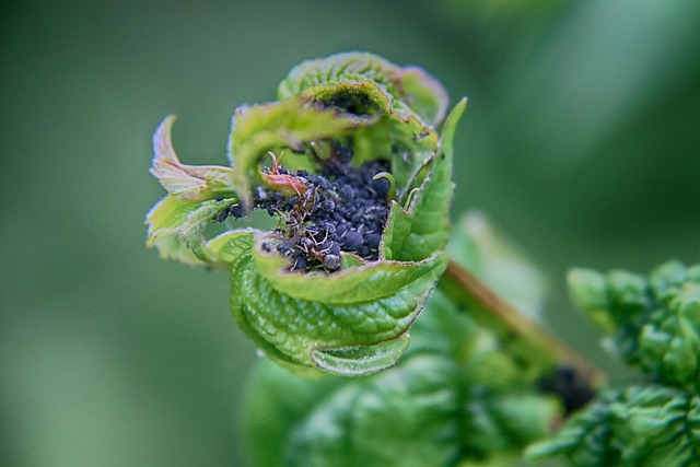 Aphids Ants Insects - Free photo on Pixabay - Pixabay