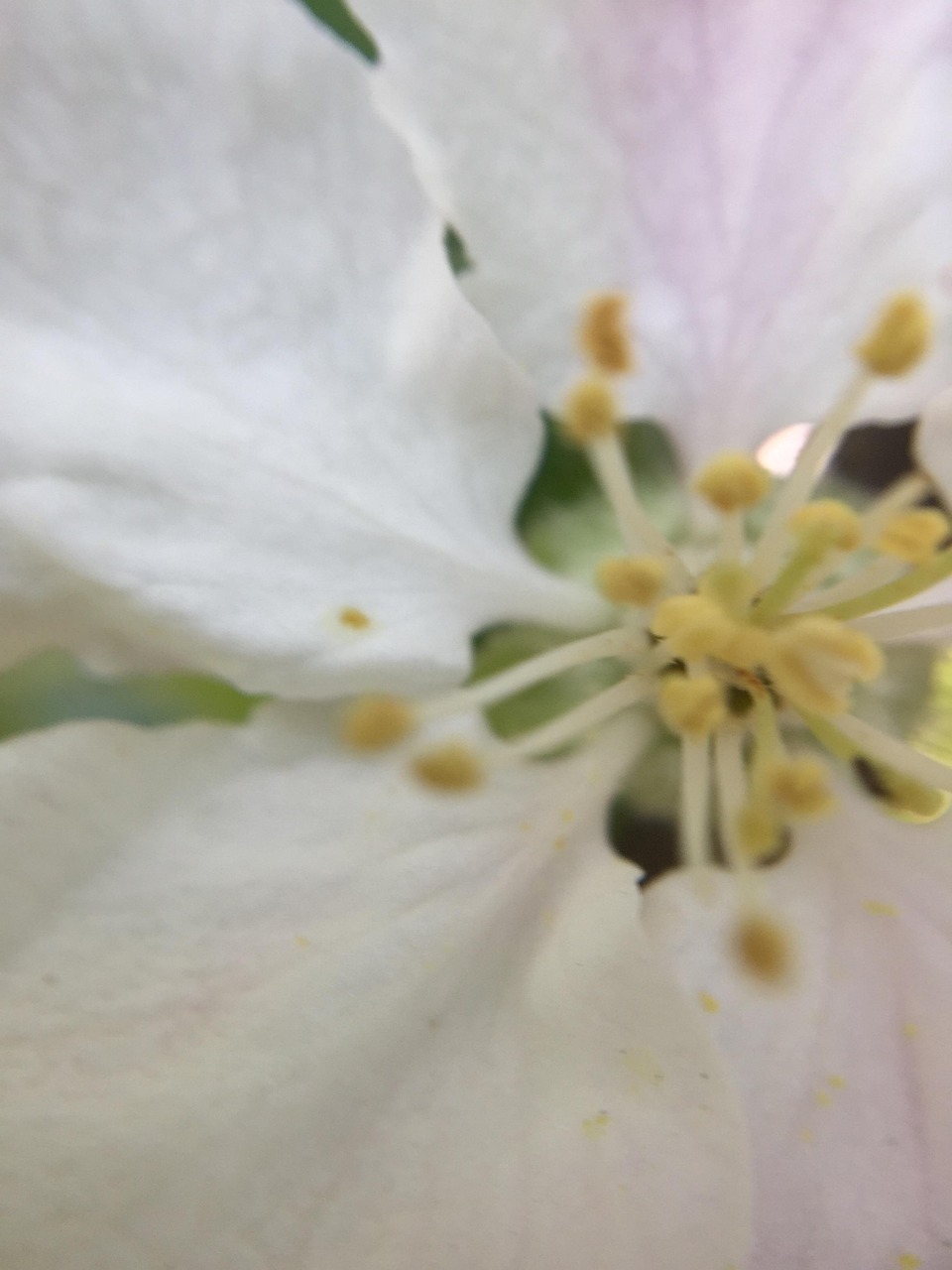 Bunga Putih Daun - Foto gratis di Pixabay - Pixabay