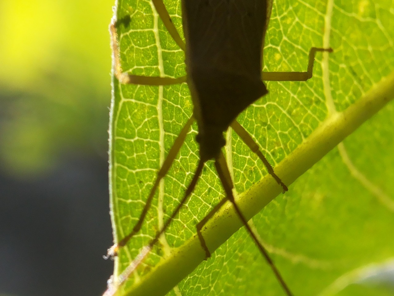 Les Insectes Feuilles Frais - Photo gratuite sur Pixabay