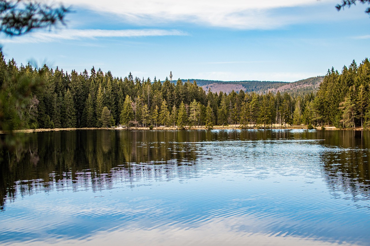 Panorama Natureza Floresta - Foto gratuita no Pixabay - Pixabay