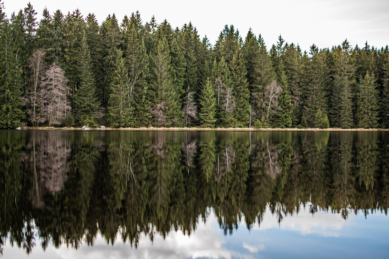 Panorama Natureza Floresta - Foto gratuita no Pixabay - Pixabay