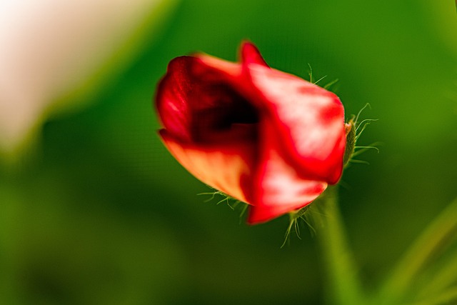 Fleur Macro Noix De Muscade - Photo gratuite sur Pixabay - Pixabay