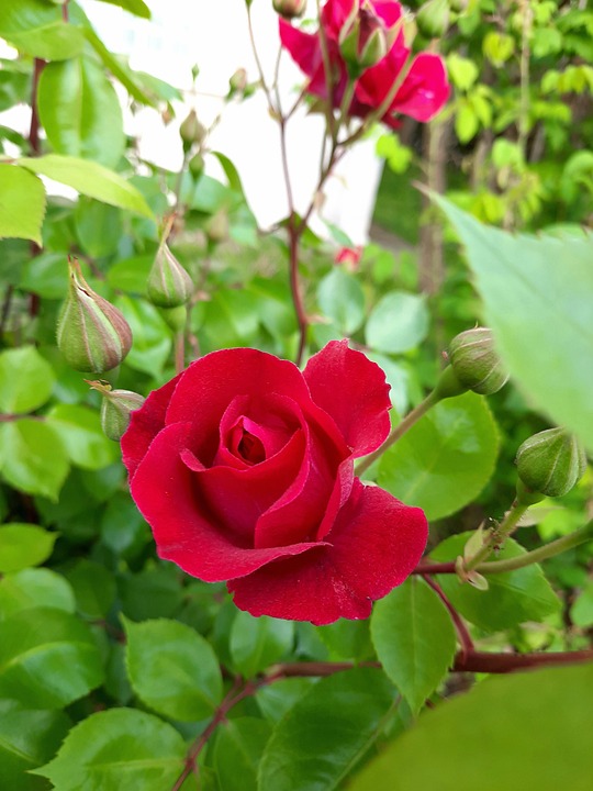 Rose Vermelho Amor - Foto gratuita no Pixabay - Pixabay
