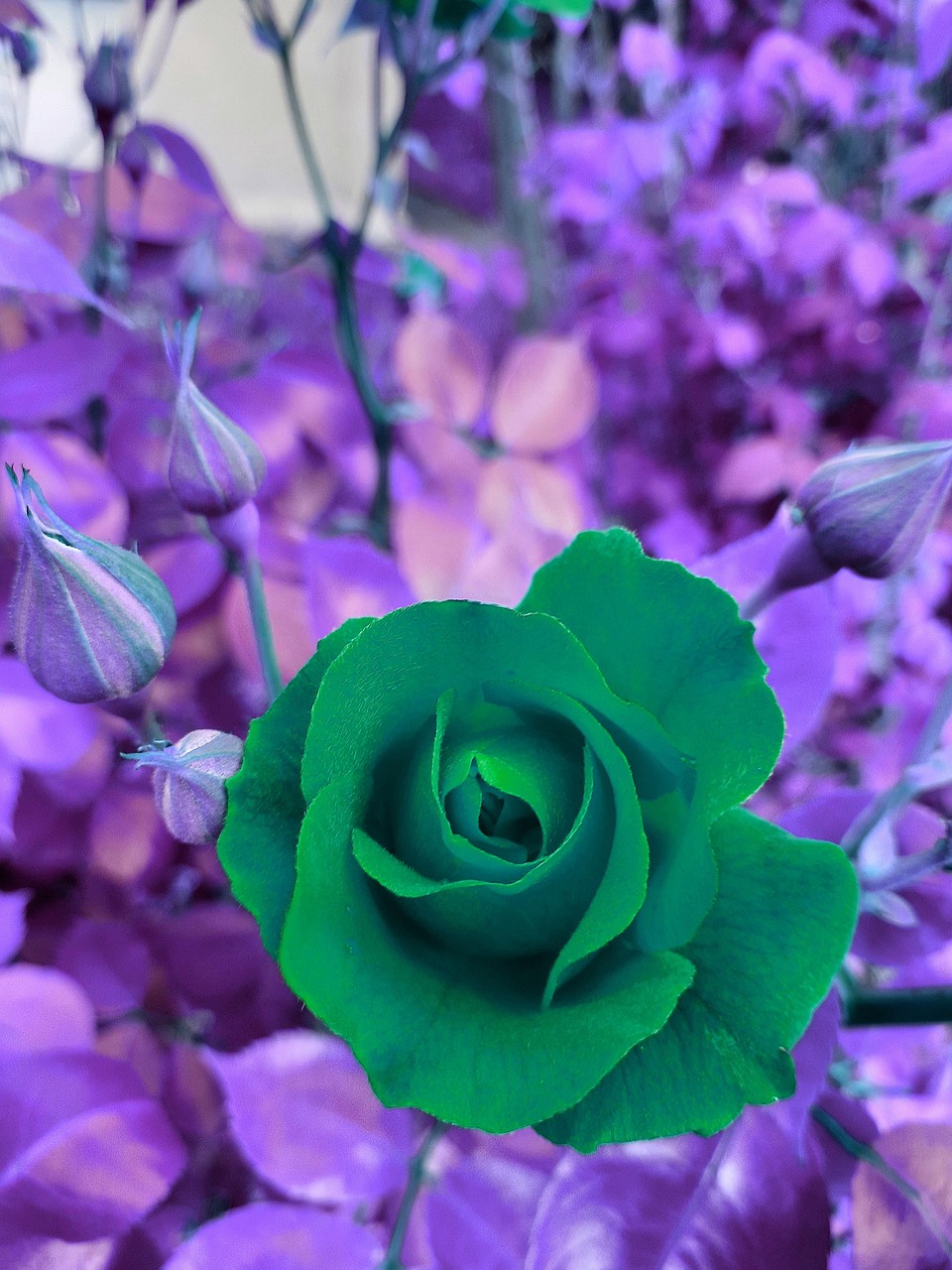 Rose Green Nature - Free photo on Pixabay - Pixabay