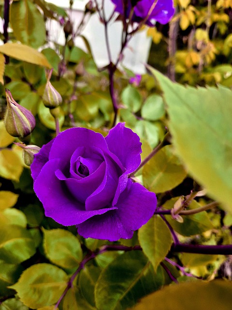 Rose Bunga Ungu - Foto gratis di Pixabay - Pixabay