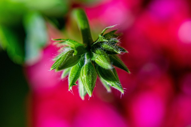 Nutmeg Bud Flower - Free photo on Pixabay