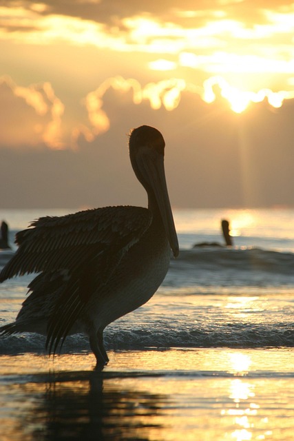 Pelican Beach Sunset - Free photo on Pixabay - Pixabay