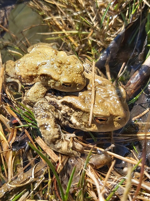 Wildlife Toads Bufonidae - Free photo on Pixabay - Pixabay