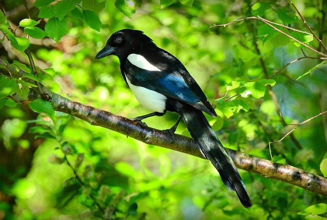 700+ darmowych obrazów z kategorii Sroka i Natura - Pixabay