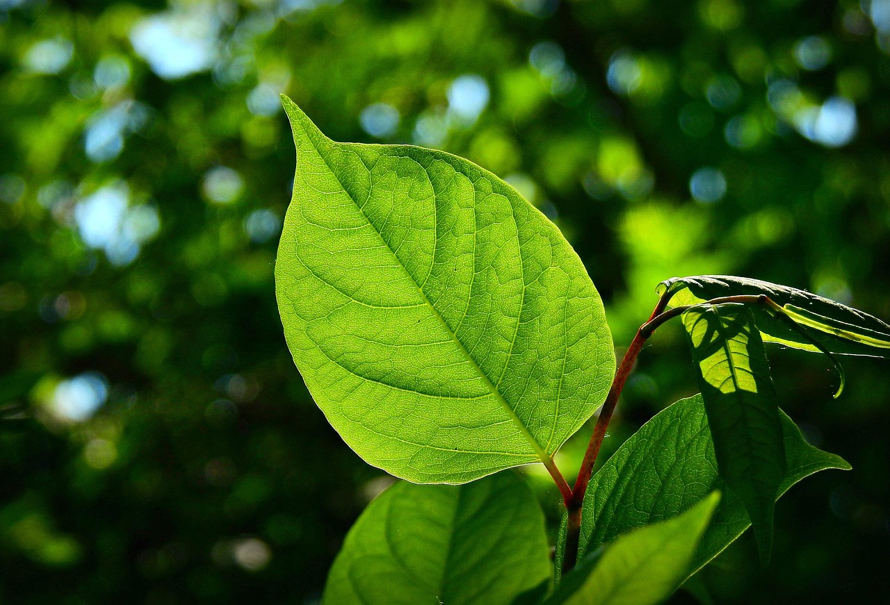 Leaf Vein Pattern - Free photo on Pixabay