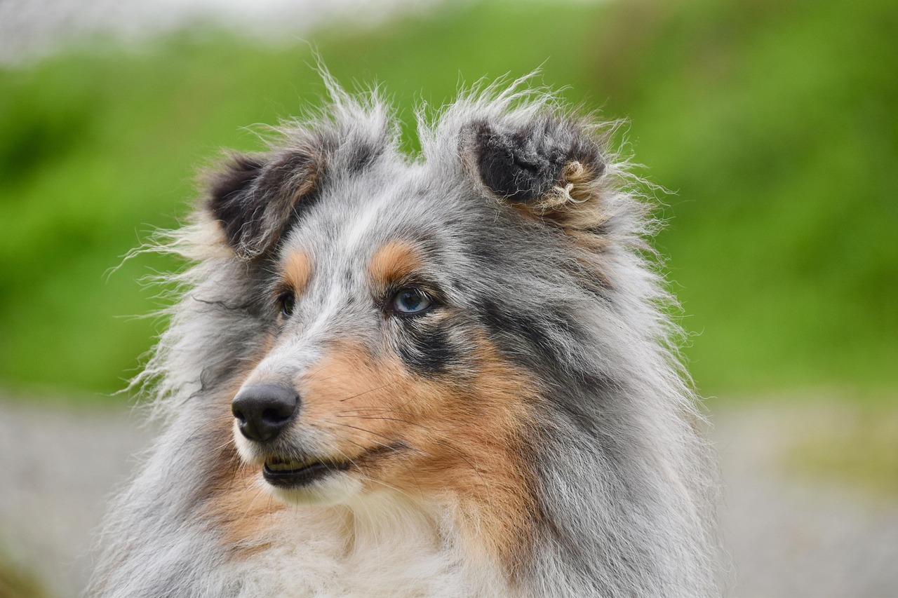 Dog Female Shetland Sheepdog - Free photo on Pixabay