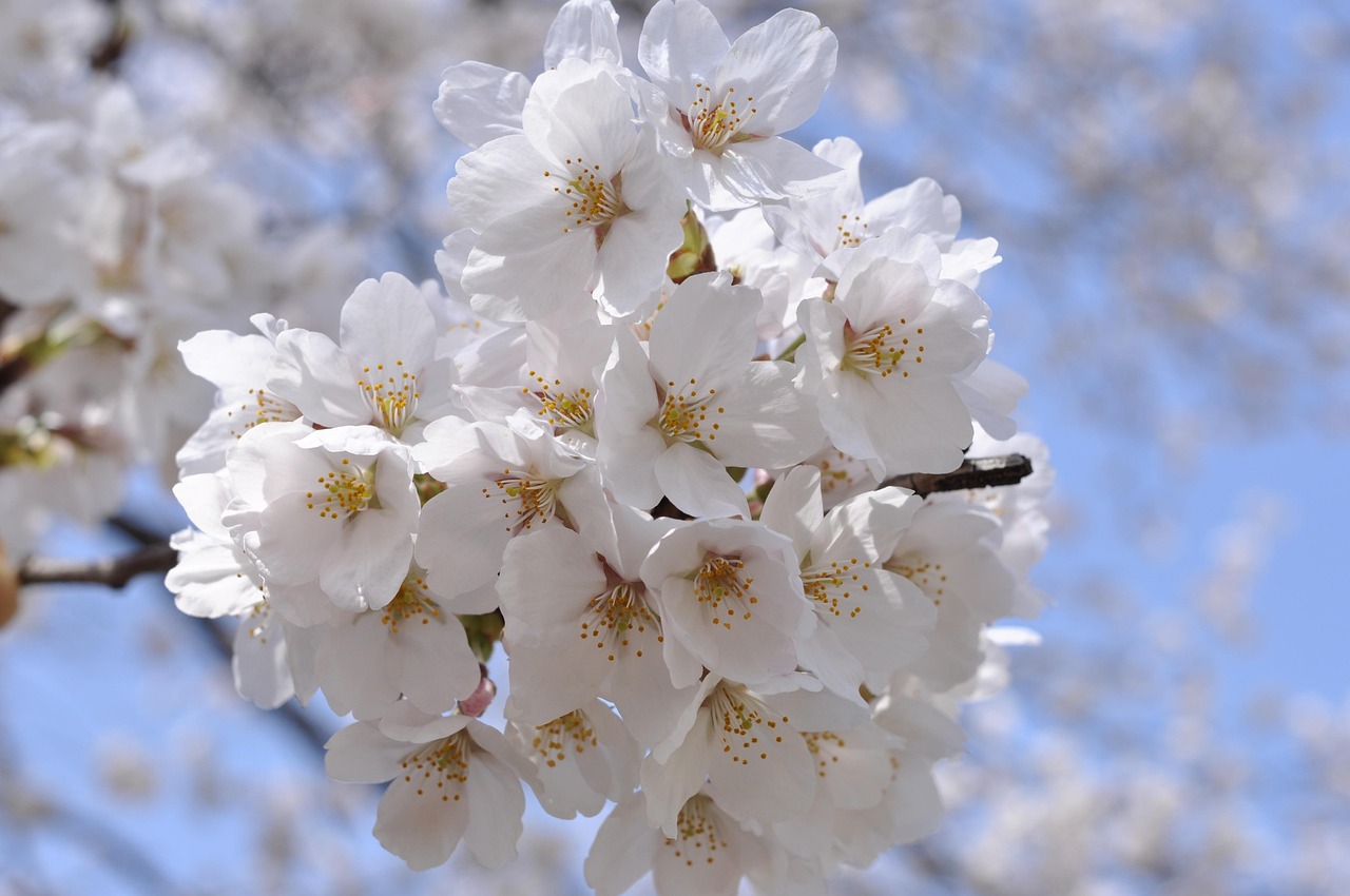 Flor De Cerezo Primavera - Foto gratis en Pixabay - Pixabay