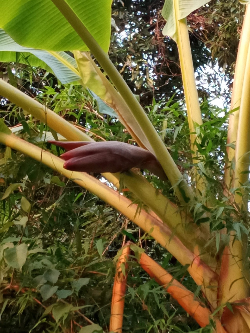 Banana Tree In The Jungle - Free photo on Pixabay - Pixabay