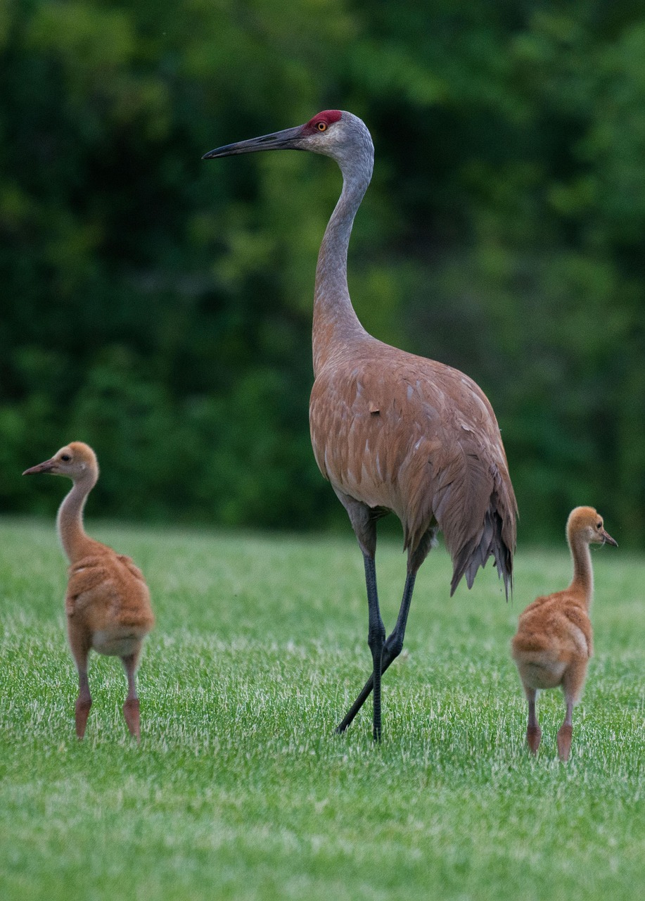 3,000+ Free Sandhill Cranes & Crane Images - Pixabay