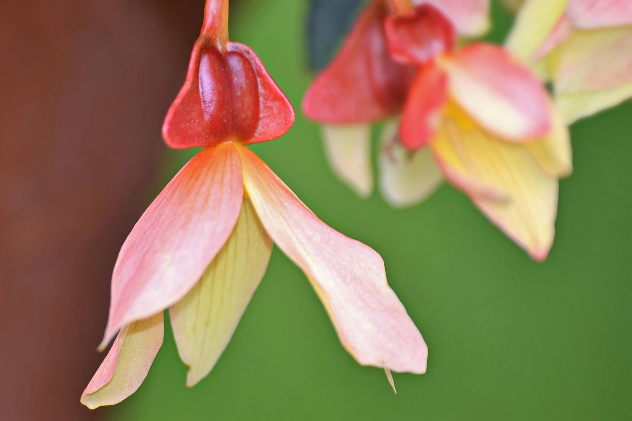 Flora Pétalos Rosado - Foto gratis en Pixabay - Pixabay