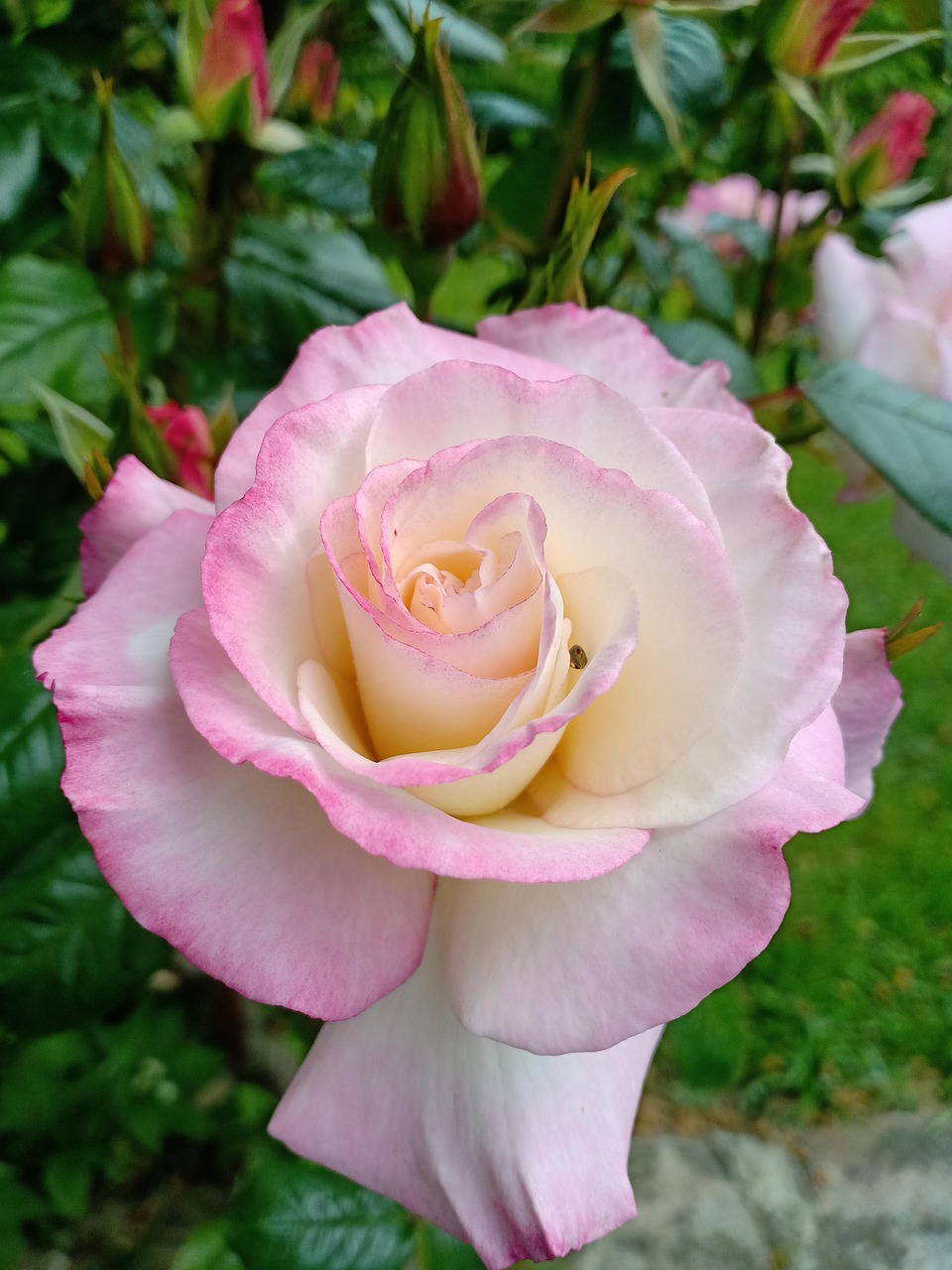 Rose Flower Petals - Free photo on Pixabay - Pixabay