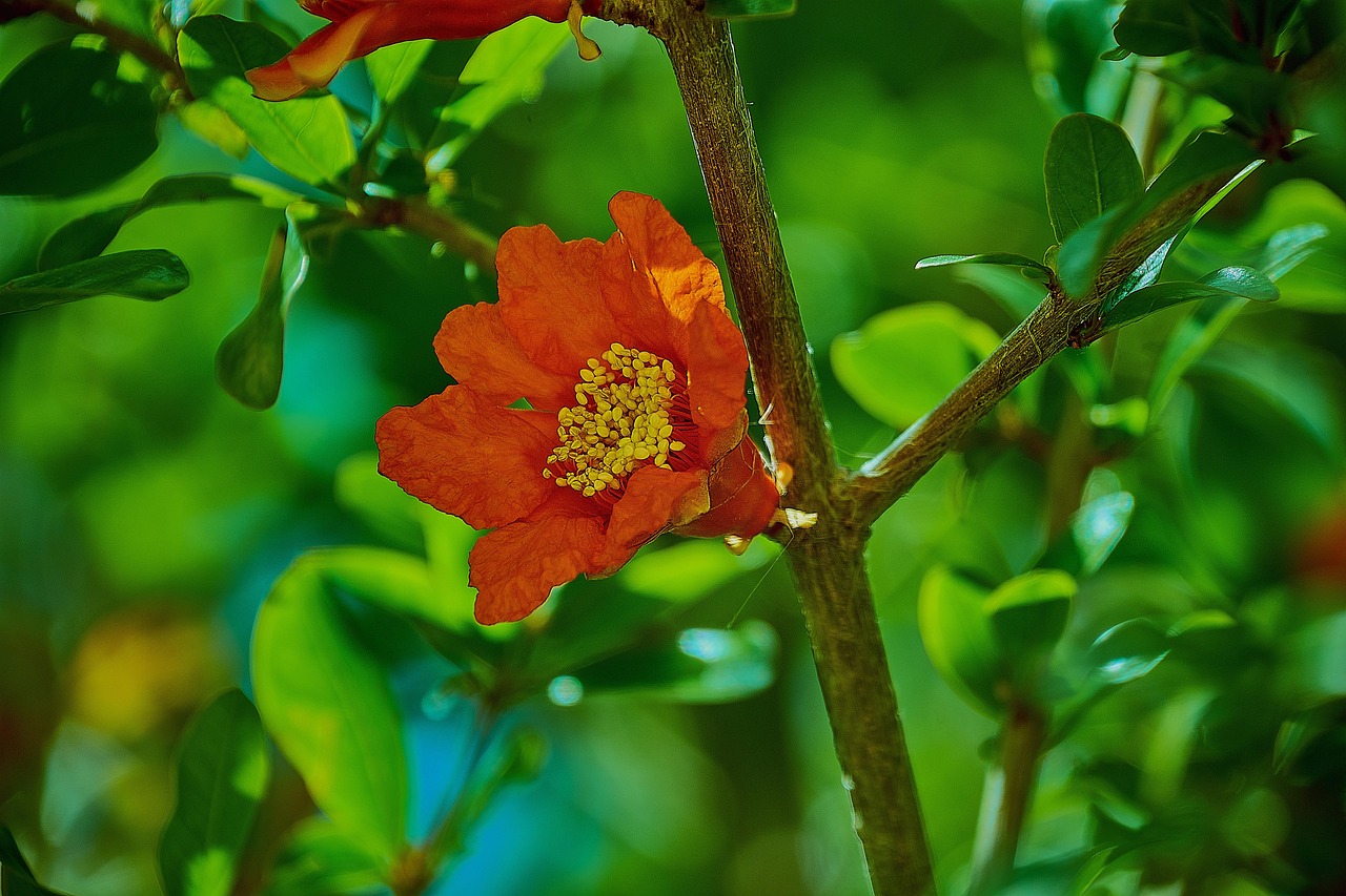 300+ Free Maximá Rubra & Nature Images - Pixabay