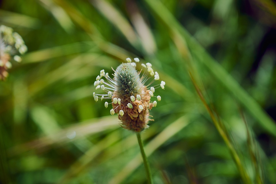 Plantago Lanceolata Flower Yard - Free photo on Pixabay
