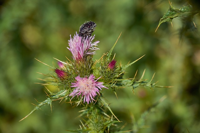Fleur De Chardon Plante Floraison - Photo gratuite sur Pixabay - Pixabay