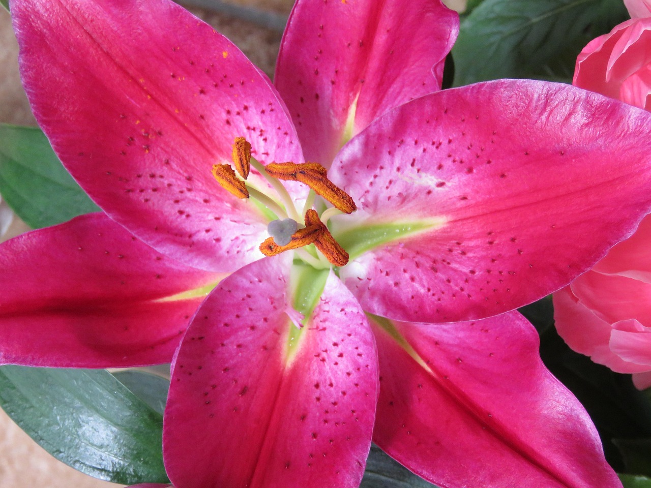 Lily Alu Benang Sari - Foto gratis di Pixabay - Pixabay