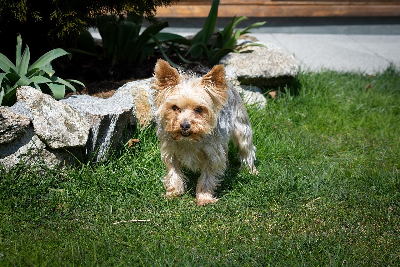 Anjing Kecil Yorkie Yorkshire - Foto gratis di Pixabay - Pixabay