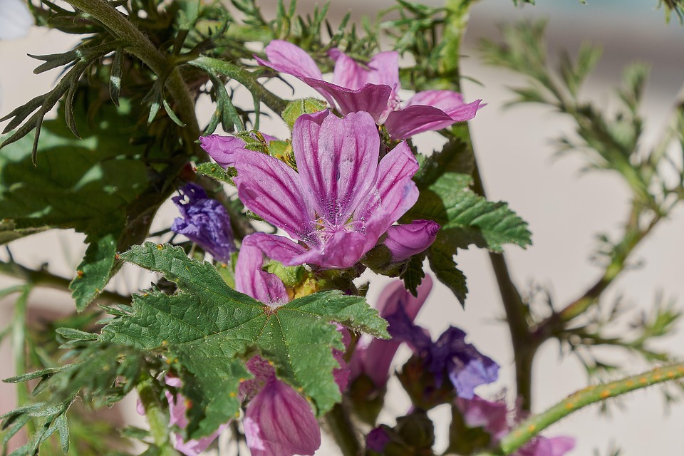 Mauve Fleur Violette La - Photo gratuite sur Pixabay - Pixabay