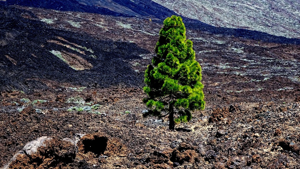 Pino Árbol Naturaleza - Foto gratis en Pixabay - Pixabay