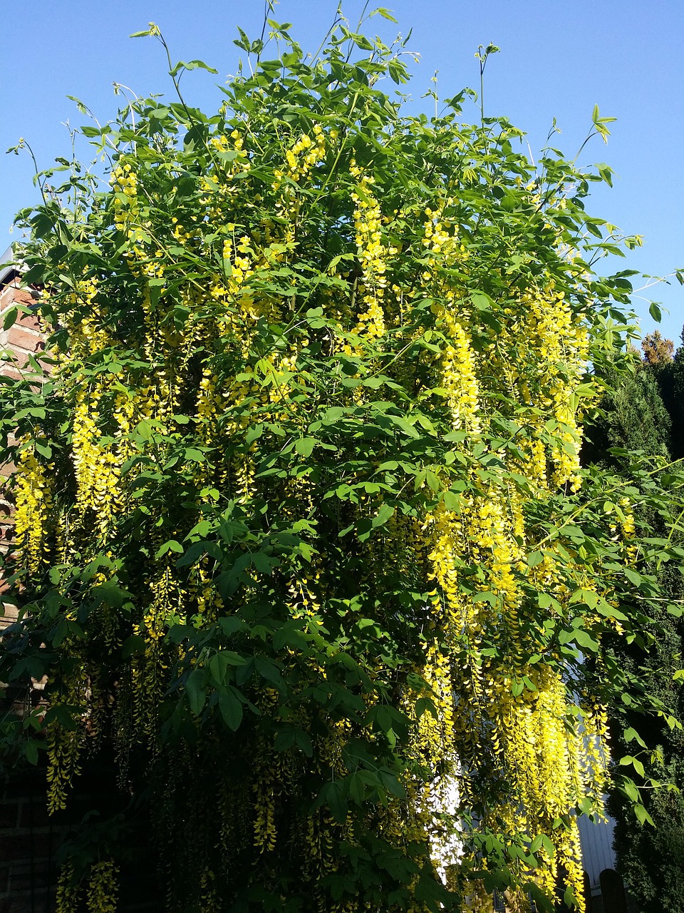 Laburnum Blossoms Yellow - Free photo on Pixabay - Pixabay