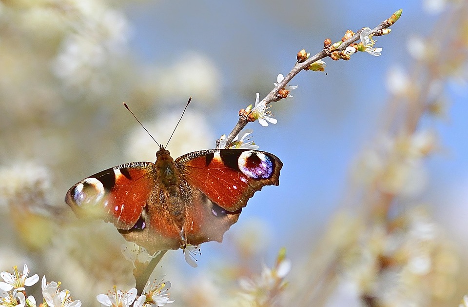 La Nature Paon Papillon Papillons - Photo gratuite sur Pixabay - Pixabay
