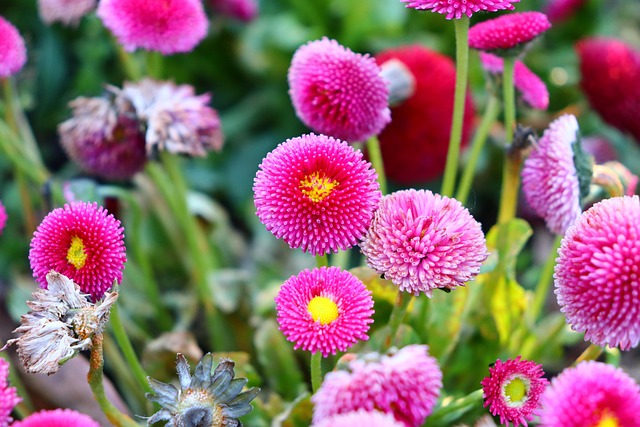 Pembe Mor Çiçekler - Pixabay'de ücretsiz fotoğraf - Pixabay
