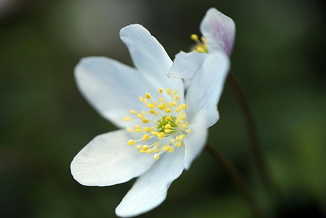 Anêmonas Flores Natureza - Foto gratuita no Pixabay - Pixabay
