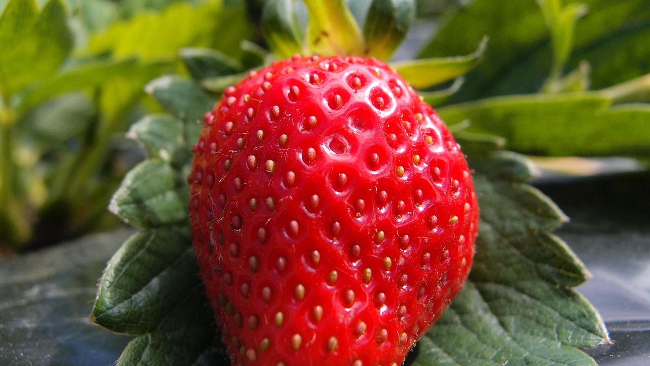Erdbeere Garten Rot - Kostenloses Foto auf Pixabay - Pixabay