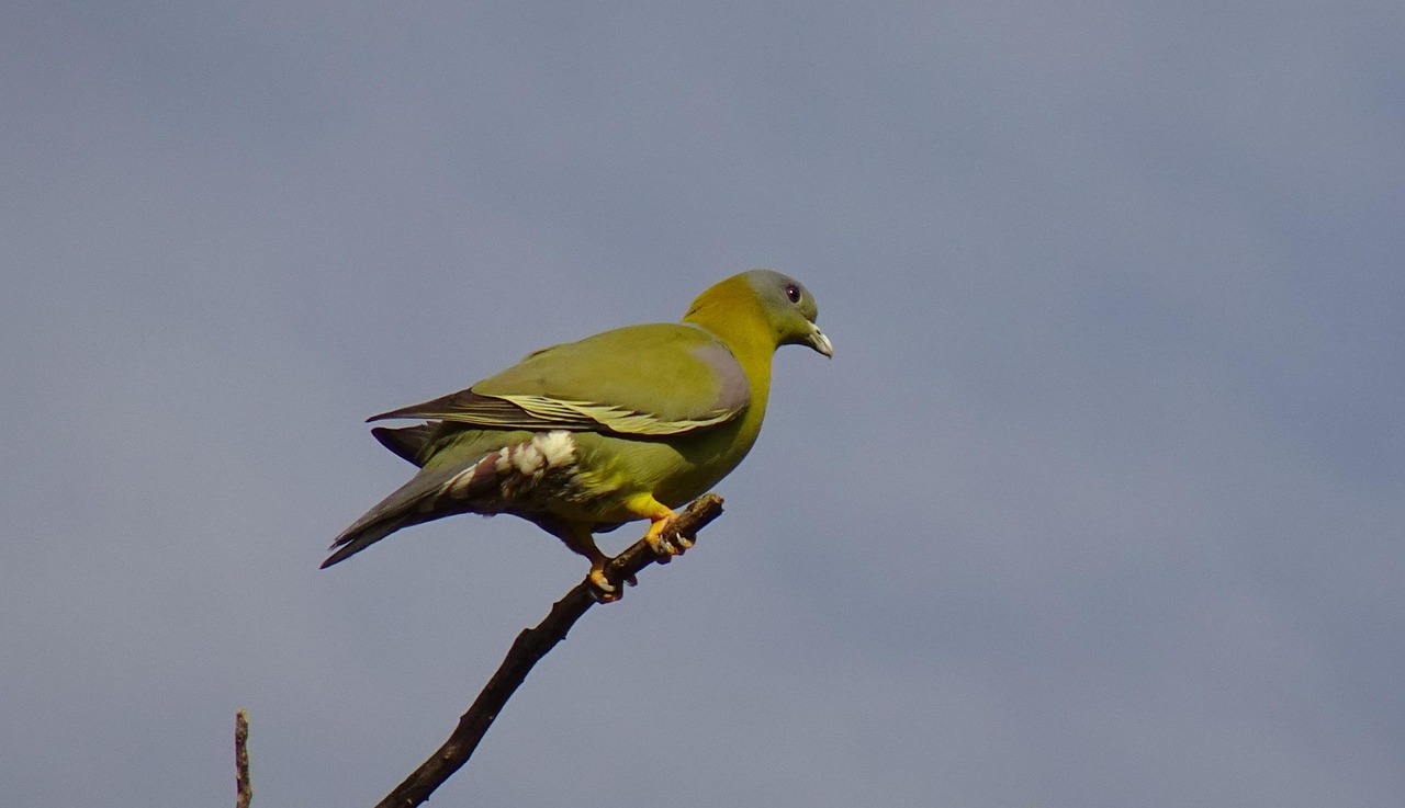 Pássaro Pombo Yfgp Amarelo Com - Foto gratuita no Pixabay - Pixabay
