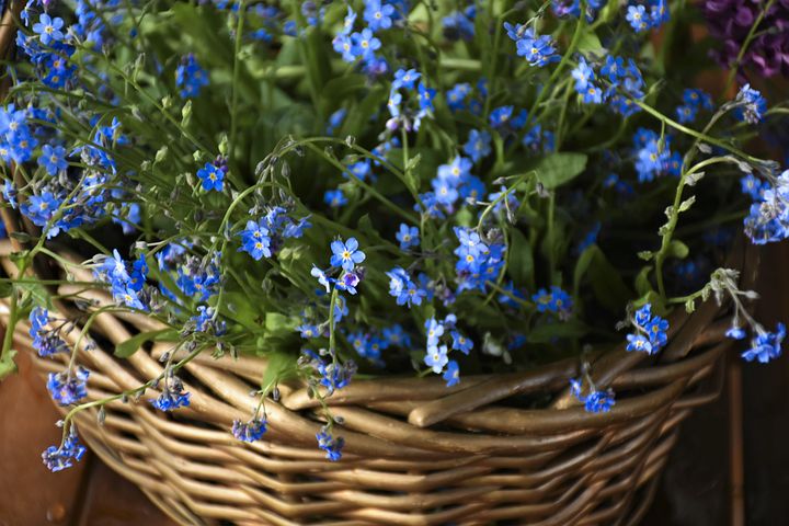 500+ Free Forget Me Not & Bloom Images - Pixabay