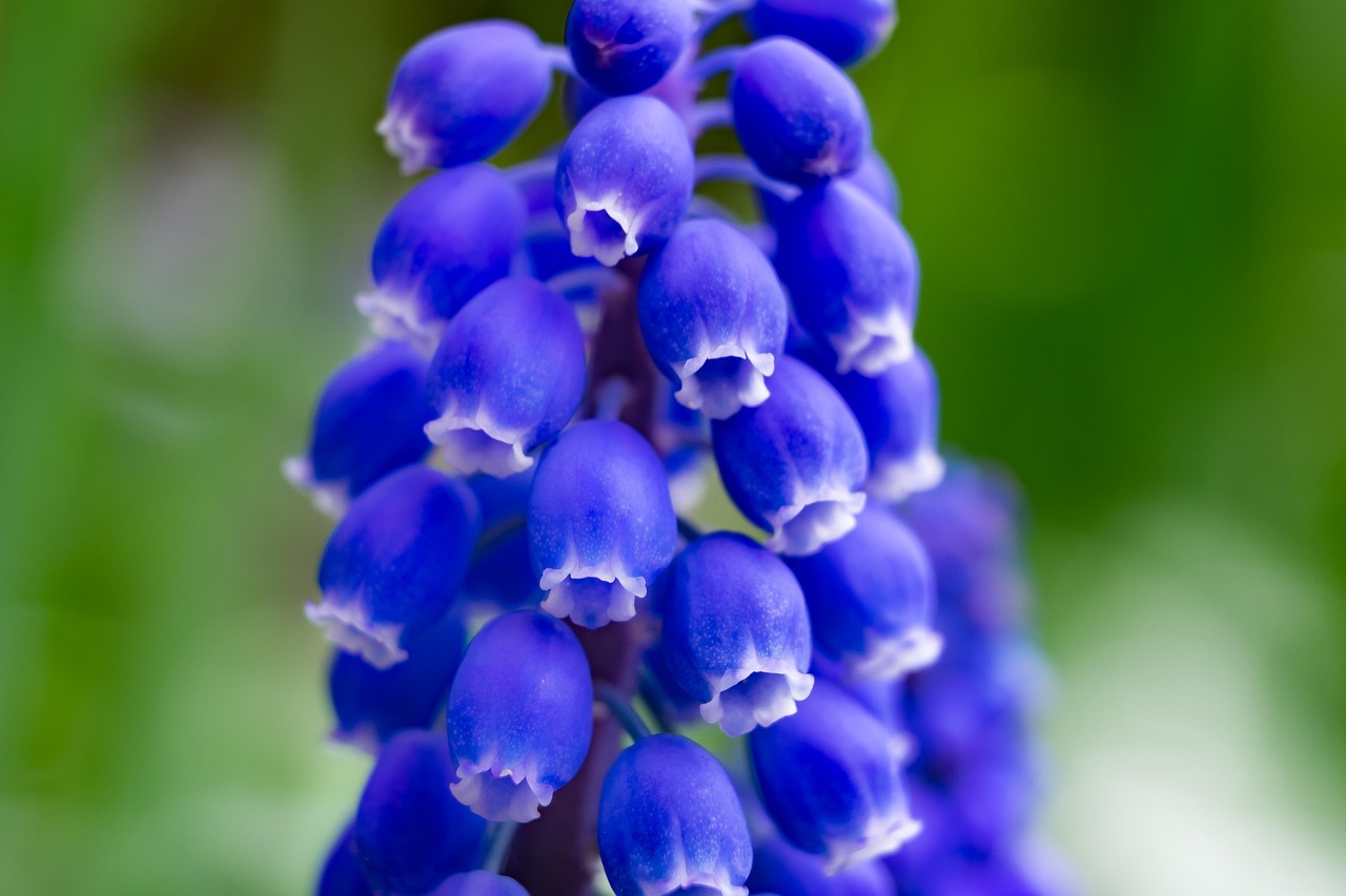 Jacinthe De Raisin Fleur Jardin Le - Photo gratuite sur Pixabay - Pixabay
