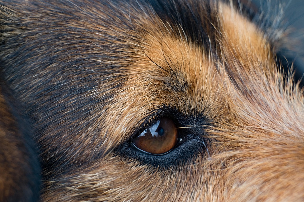 Perro Ojo Primer Plano - Foto gratis en Pixabay - Pixabay