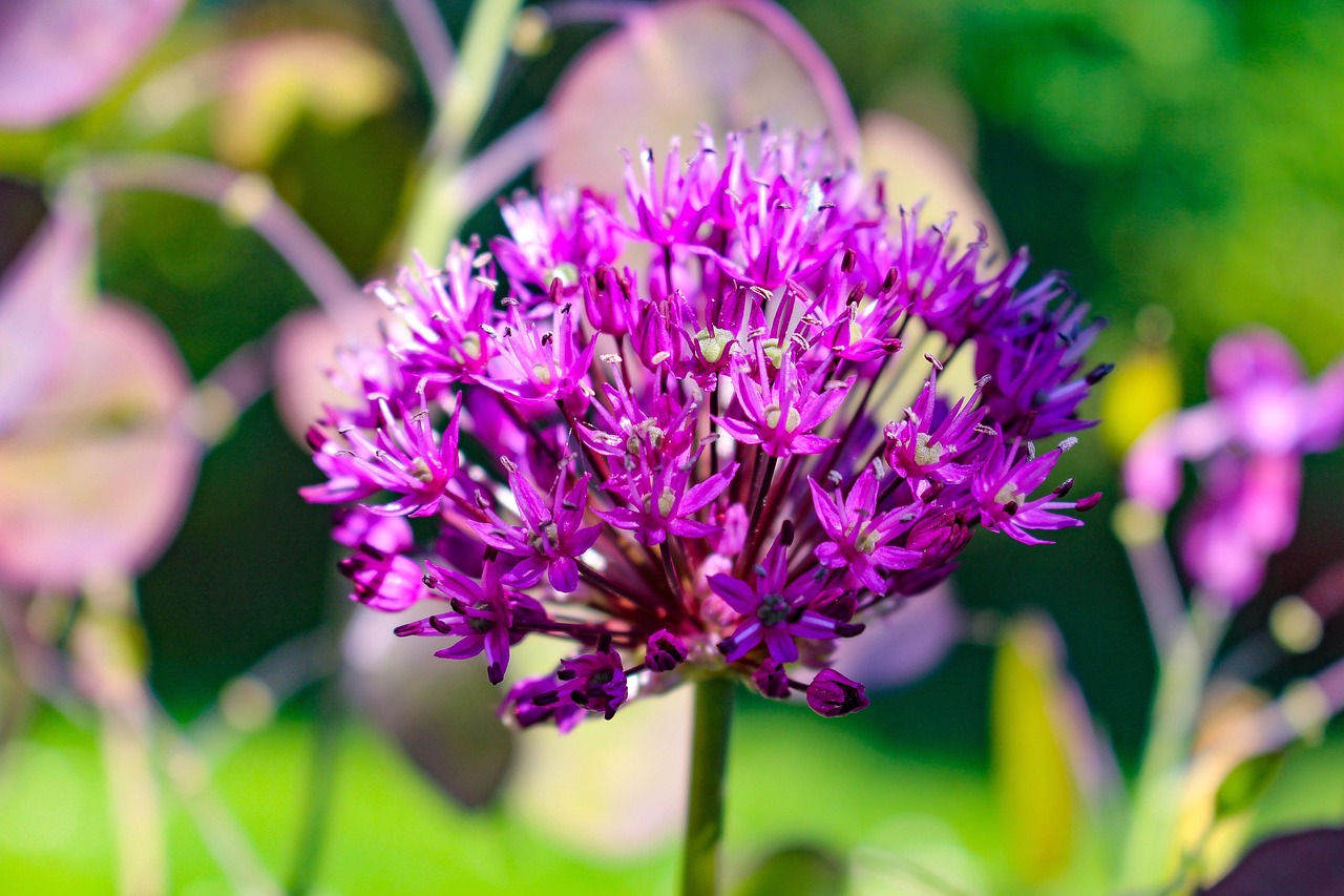 Zierzwiebel Allium Zierlauch - Kostenloses Foto auf Pixabay