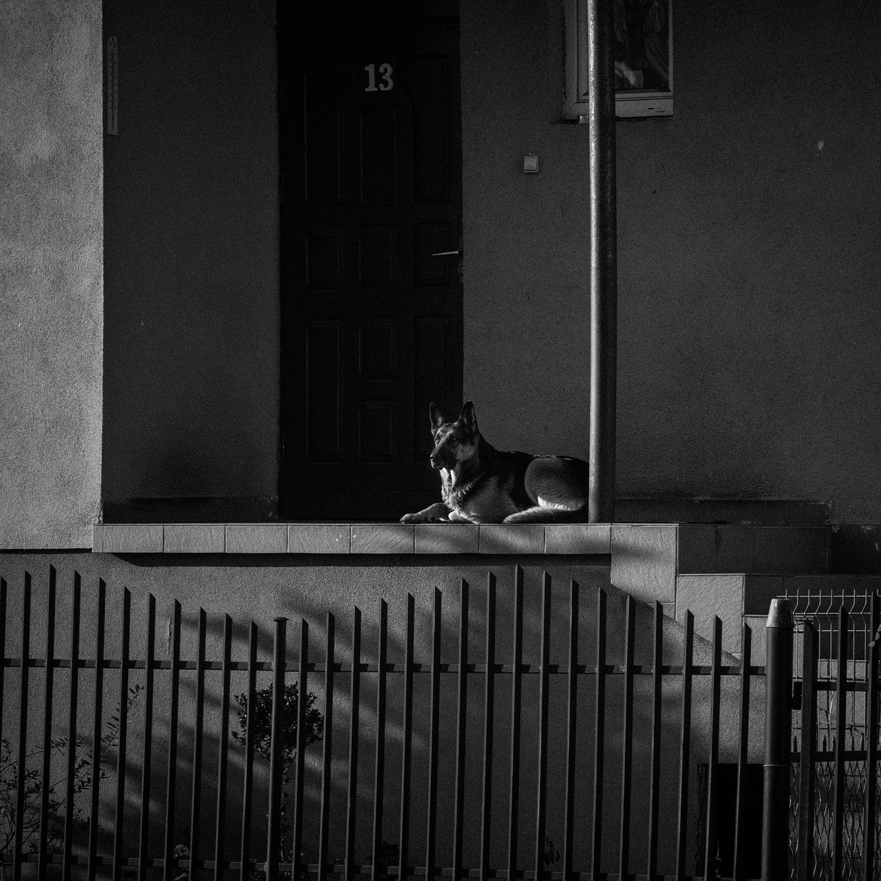 Dog Watch Animals - Free photo on Pixabay - Pixabay