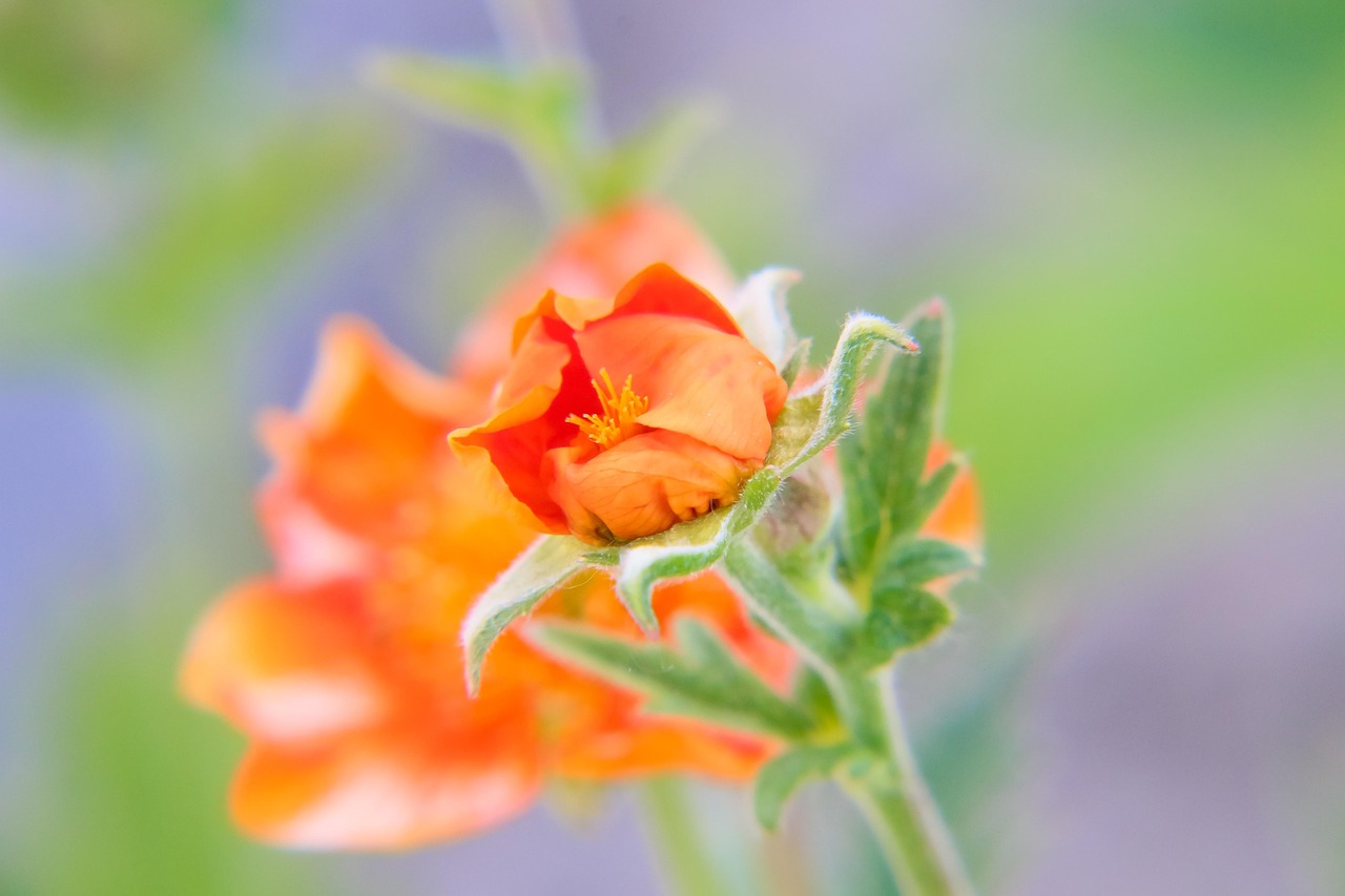 Flor Eclosión Nacimiento - Foto gratis en Pixabay - Pixabay