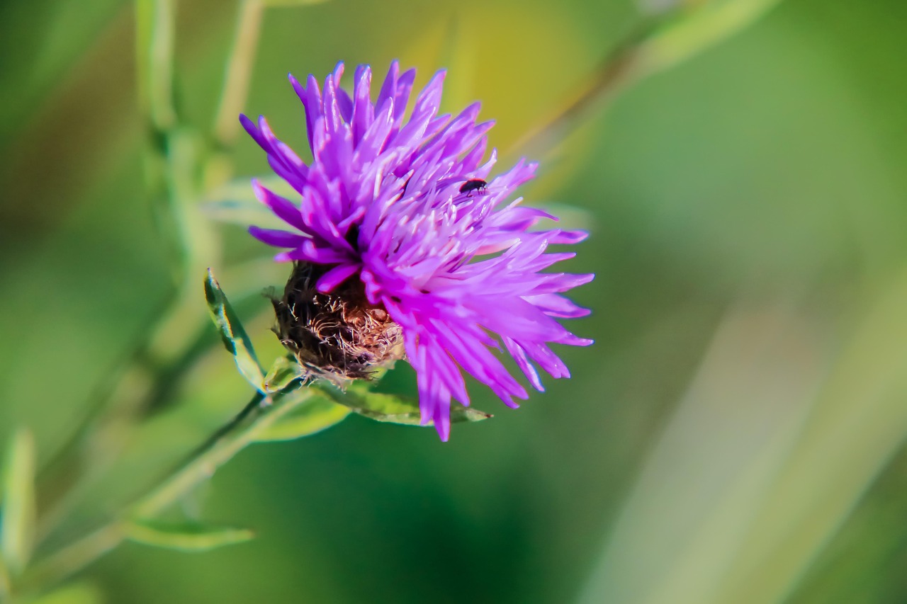 60+ Free Botanical Portraits & Portrait Images - Pixabay