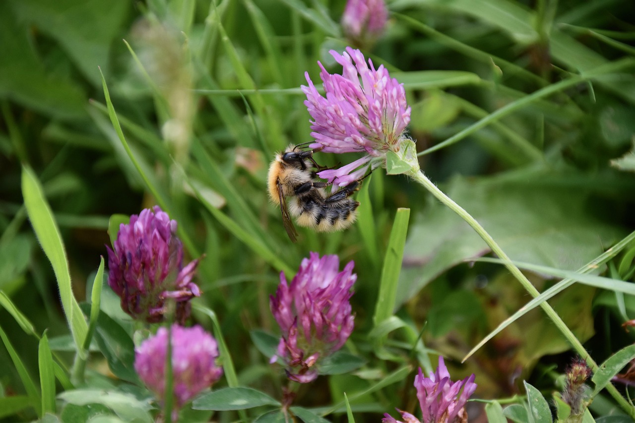 Flower Clover Color - Free photo on Pixabay - Pixabay