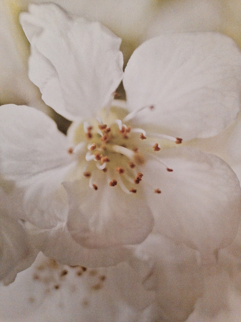 Blume Natur Blumen - Kostenloses Foto auf Pixabay - Pixabay