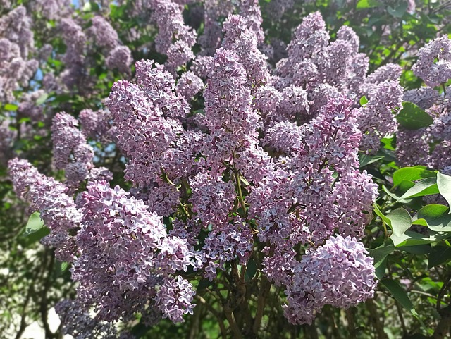 Lilas Floraison Mauve - Photo gratuite sur Pixabay - Pixabay