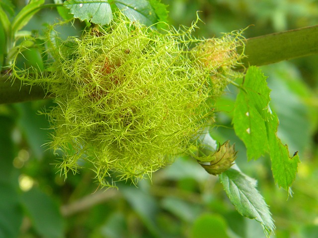 La Nature Branche Vert Le - Photo gratuite sur Pixabay - Pixabay