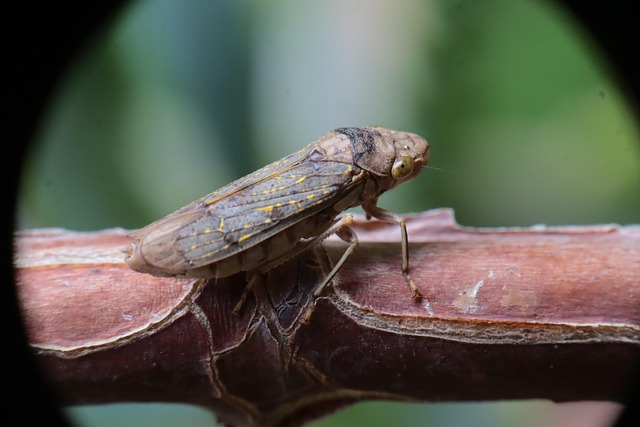 Insecte Hemiptera Auchenorrhyncha - Photo gratuite sur Pixabay - Pixabay