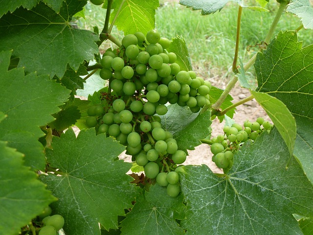 Uva Verde Uvas - Foto gratuita no Pixabay - Pixabay